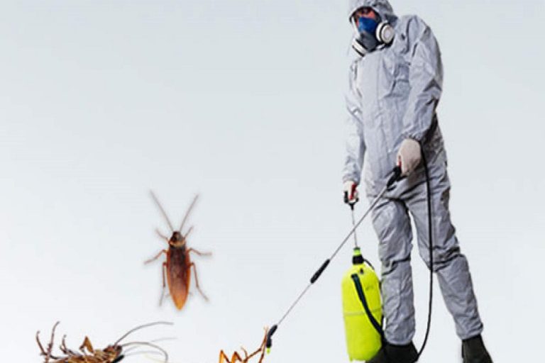 Désinsectisation - Entreprise de désinsectisation